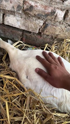 New Life Begins: Goose Gently Hatching Her Babies 🥚