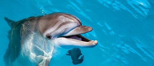 Dolphin
