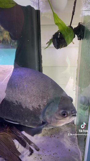 Captainfishbeard on TikTok