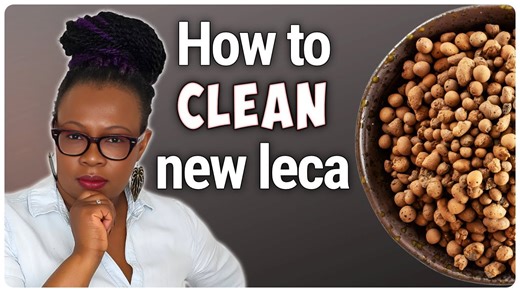 What They Don’t Tell You About Cleaning New LECA: Essential Tips for Plant Success