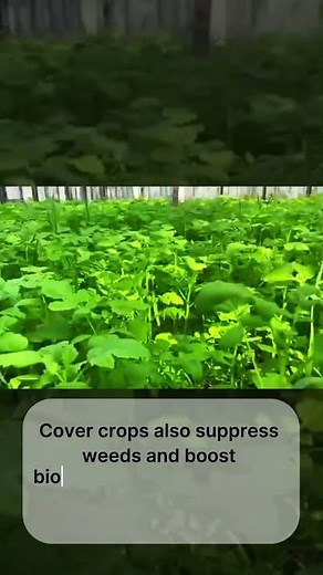 Why Every Farmer Should Use Cover Crops