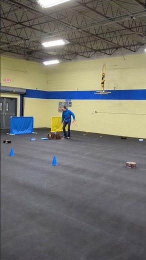 AKC Scent Work - Container Advanced - 3/29/2025 Trial 2