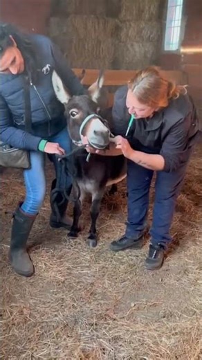 Petite Decibelle n’aime pas la piqûre du vaccin . #anes #animaux #burrito #animals