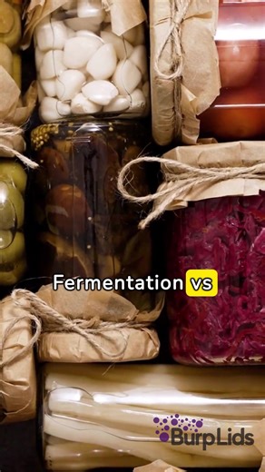 Unveiling the mystery: Fermentation vs Digestion! 🌿💡 Let's explore how our bodies and bacteria work their magic! #scienceexplainedshorts #GutHealth #fermentedfoods #fermentationlids #fermentkit 🦠🍏