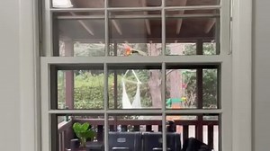 I found the perfect £7 buy to give me privacy without curtains or blinds