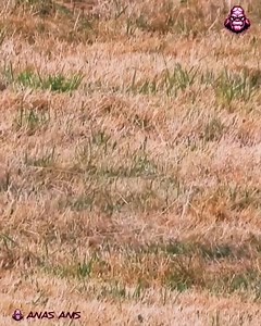 245K views · 3.1K reactions | Watch this video till end animal attack scenes record on screen ! | Life forever | Facebook