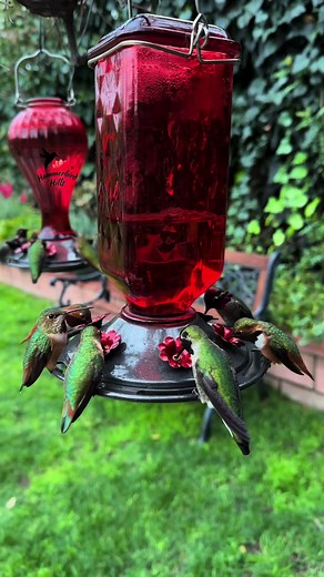 Mesmerizing Hummingbirds in Nature - Winged Wonders