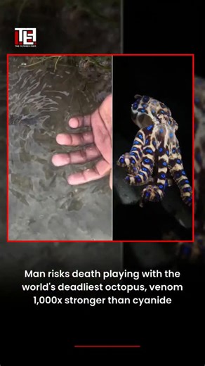 The Filtered Feed on Instagram: "A man casually lets a highly venomous blue-ringed octopus crawl toward his hand in shallow water, despite its bright blue rings signaling extreme danger. This tiny creature packs tetrodotoxin a neurotoxin so potent it can cause paralysis and death in minutes, with no antidote, and is reportedly 1,000 times more toxic than cyanide. Luckily, it didn't bite this time, but experts strongly warn: Never touch one! #BlueRingedOctopus #OceanDanger #ViralVideo #StaySafe"