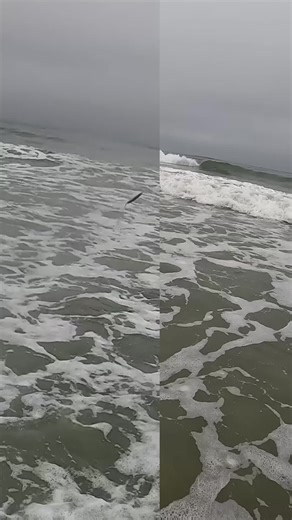 Tips For Surf Casting A Jerkbait Sharpen Your Surfperch Spidey Senses Youtube.com/@VINCEGOESFISHING In this video, I go fishing with my buddy Roger Scott from Fresno and teach him how to find the best structure for Barred Surfperch fishing on California's west-facing Sandy Beaches. Roger drives 3.5 hours each way to fish the world's greatest surfperch fishery in San Luis Obispo, so I must try and help him learn how to find schools of those big slab-sized Barred Surfperch in a hurry. I break it a