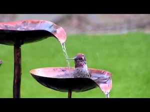 Hummingbird bath - close up 2