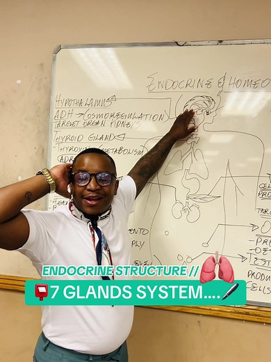 Understanding the Endocrine Structure and 7 Glands System in Life Sciences