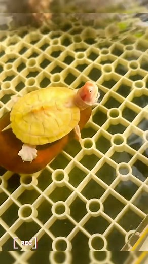 It has the personality of a puppy🐢🐶 #turtle #PetFriendlyLiving | TurtleNest Diaries