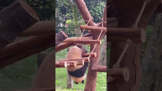 Super Panda Bros—Red Pandas in Action Mode!