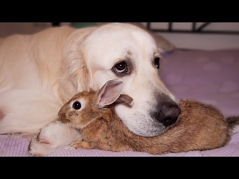 Dog Hugs a Rabbit - Amazing Friendship