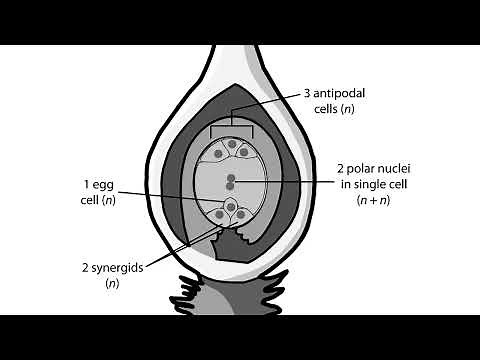 Double fertilization animation | Shomu's Biology | double fertilization in plants