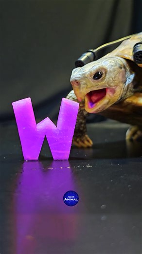 Animal ASMR trên TikTok