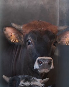 You can choose to consume fear, despair, and violence. Or you can eat something else. Which do you choose? Thank you brave activists of Barcelona Animal Save for bringing the victims out of the shadows. Video of cows at a Spanish slaughterhouse by (IG) @fperez.hamonal #meat #beef #vegan #animals | Animal Save Movement