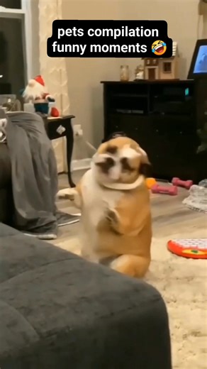 222K views · 8.3K reactions | pets compilation funny moments 藍 #dog #cat #pets #funnypets #funnymoments #animallover #petlovers #petslove #funnydogs #FunnyCats #disclaimernocopyrightinfringementintendedmusicbelongstotherightfulowner #everyone #highlight #follower #Disclaimer | Elizabeth Estoque | Facebook