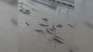 नागौर में सड़कों पर तैरने लगीं मछलियां... हैरान कर देने वाला वीडियो हुआ वायरल
