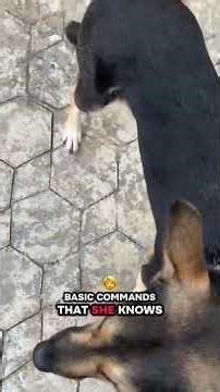 She Learned This at 2 Months Old! 🧠🐾 #germanshepherd