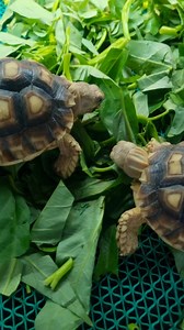 11K views · 188 reactions | UVB light for tortoise | Supreme Exotics PH | Facebook