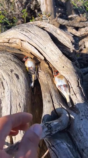 Sleeping birds Allahu akbar #TrendThe #islamicquotesdaily #islandlife #trend #islam #muslim @top fans Guidance TV GIMS Solution for Humanity TV Muslim News Online Muslim | Guidance TV