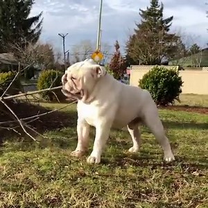 Winter storm have your trees down? Just hire a bulldog to remove them! 🤣🤣 www.bullymake.com via: @socheddary #EBD #EnglishBulldog #DogLovers #Bully | BULLYMAKE
