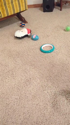 🎉🐶 PUPPY PARTY ALERT! 🐶🎉 We’ve got a little puppy party happening tonight, and you’re invited! 🥳🐾 Amor & Bow are 8-week-old brothers who are deep into their favorite activities: wrestling, zooming, tumbling, and showering each other with puppy kisses 💙💙 Their playtime is next-level adorable, and their fun personalities are already shining through! These two cuties are ready to trade puppy parties for forever homes 🏡💕 If your family could use a little more laughter, love, and puppy snug