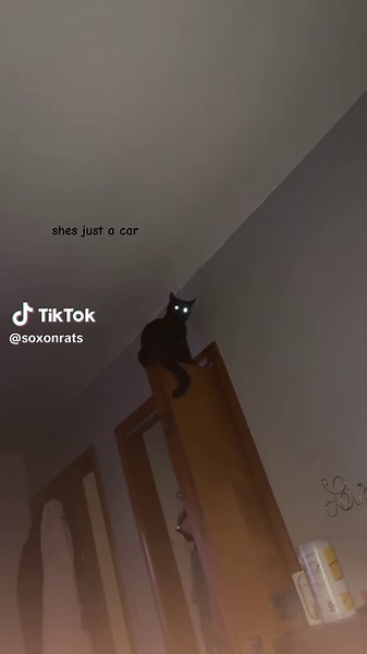 Cocola Sound: A Cat's Unique Communication Style