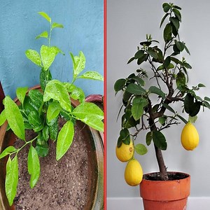 6.1K views · 169 reactions | How to grow lemon tree from cutting and get more Lemon in a small plant | Survival Amazing | Facebook