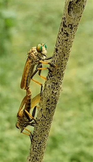 clip-4000298967-asilidae-robber-flies-predatory-cannibal-insects