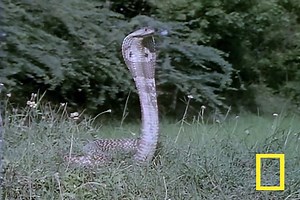 Cobra vs. Mongoose National Geographic