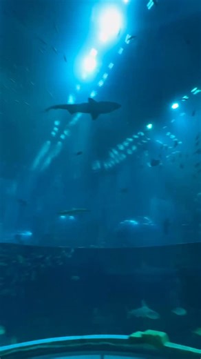 188K views · 11K reactions | Step inside Hypersphere 360° where you’ll no longer be an ordinary person but rather a S•E•A Guardian on a mission! @dora.and.doran #SeaWorldYasIsland #YasIsland ادخل إلى هايبرسفير 360°، حيث لن تكون شخصًا عاديًا بعد الآن، بل ستصبح حماة للمحيط في مهمة! @dora.and.doran #سي_وورلد_جزيرة_ياس #جزيرة_ياس | SeaWorld Yas Island, Abu Dhabi | Facebook