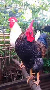 Golden Buff Orpington Crowing - Buff Orpington Rooster Crowing . . #bufforpington​ #chickens​ #rooster​ #RoosterCrowing #Rooster #Crowing #bestroostersound #Chicken #RoosterCrowingSound #roostersound #RoosterCrowingday #chickens #Brahma #Silkierooster #Orpingtonchicken #Pekinbantam #KrährufderHähnevon #verschiedenenHühnerrassen #Vergleich #mondaymotivation #funny #reels | Wild BIRDS