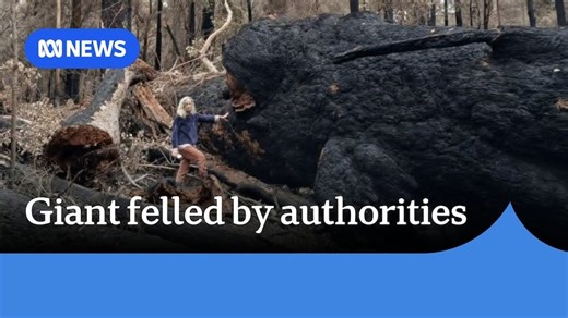 Centuries old tree accidentally destroyed by authorities