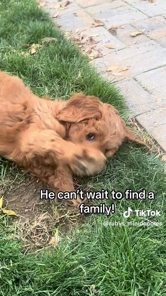 sweet gale is looking for a family ❤️ #available #minigoldendoodle #puppiesoftiktok #minigoldendoodlepuppy #puppy rubysminidoodles.com for more information :)
