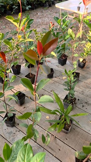 12K views · 97 reactions | 華Pachet Cromatic format din trei specii de plante 10 plante Photinia Red Robin 10 plante Laur Englezesc 10 plante Euonimus Japonicus Aurea + Cadou Palmier si Dafin comestibil  510 lei . Comenzi la 0762 404 500 sau www.gardviuverde.ro | Gard-viu | Facebook