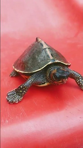 The Fascinating Life of Indian Roofed Turtles.