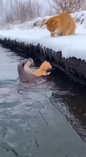River Otter Lifts Stranded Kitten From Icy Water Anchorage, Alaska — A remarkable scene unfolded along a frozen riverbank when a river otter emerged from the water beside a snow-covered embankment where a small kitten was perched. The moment was captured by a bystander watching from a short distance. Video shows the otter rising upright from the frigid water and placing its paws on the snowy edge. The kitten reaches down as the otter steadies itself against the bank, appearing to nudge the anima