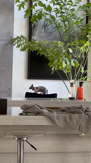 Mischievous Hairless Cat Caught in the Act