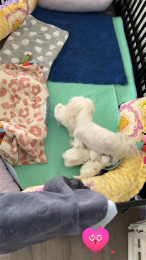 56K views · 2.2K reactions | After the first taste of puppy mush we worked up quite a thirst! 拏 Time for a little drink to top it all off! #koreanmaltese #furbaby #maltese | Made To Love Maltese | Facebook