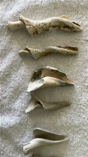 Shark Tooth Hunting of Fossilized Shark Teeth, personally found by an amateur in five days
