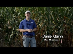 Corn With and Without Rye Cover Crops