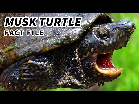 Musk Turtle Facts: the STINKY Turtle 🐢 Animal Fact Files