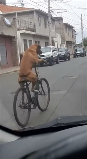 El perro😲😲😲 #viral #humor #fypシ #perro #parati