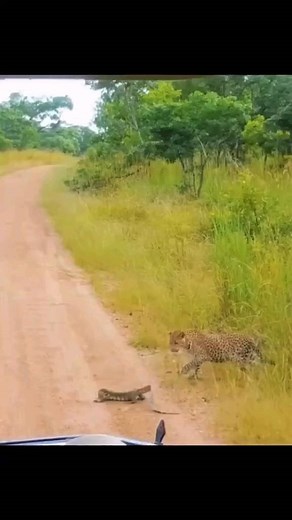 Monitor Lizard Defending itself By Leopard - - 🎥 Credit: Unknown - - All credit goes to respective owners 👉 DM for removal or credit. - - Follow us for more videos: @animalentertainment7 - - #lizard #monitor #hunter #closeenough #predator #greaterkruger #defender #wildlife #wildlifeaddicts #animal #animallovers #nature #africa #africasafari #leopard #africamagic #attack #videooftheday #lizarddefeat | Animals Wildside