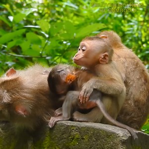 Wow! Rainbow and Jimmy are such a lovely and gorgeous duo.😍 | Beloved Monkeys Of Cambodia