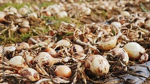 Harvest of fresh onion during harvesting on the farmer field. High quality 4k footage