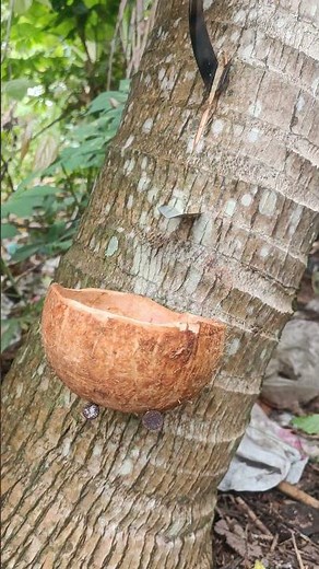 Tapping Tree Sap the Easy Way tapping birch sap, tapping maple trees for syrup, how to tap trees