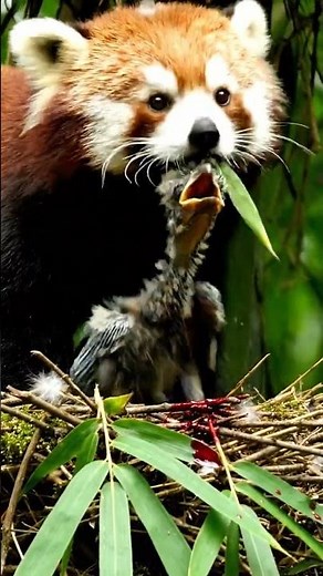 This Red Panda Just Stole a Baby Bird… And It’s Terrifying 😱 #NatureIsBrutal
